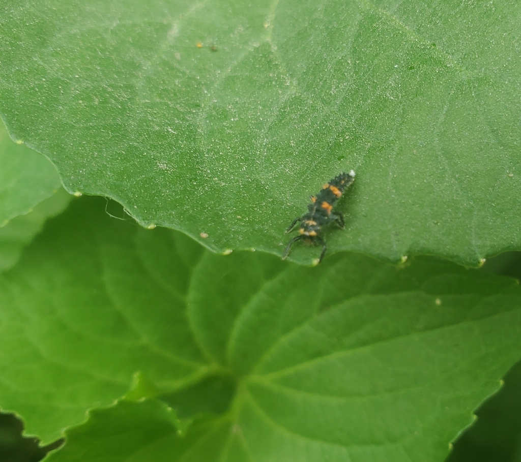Lady Beetles from Lincoln, NE 68524, USA on June 23, 2022 at 11:53 AM ...