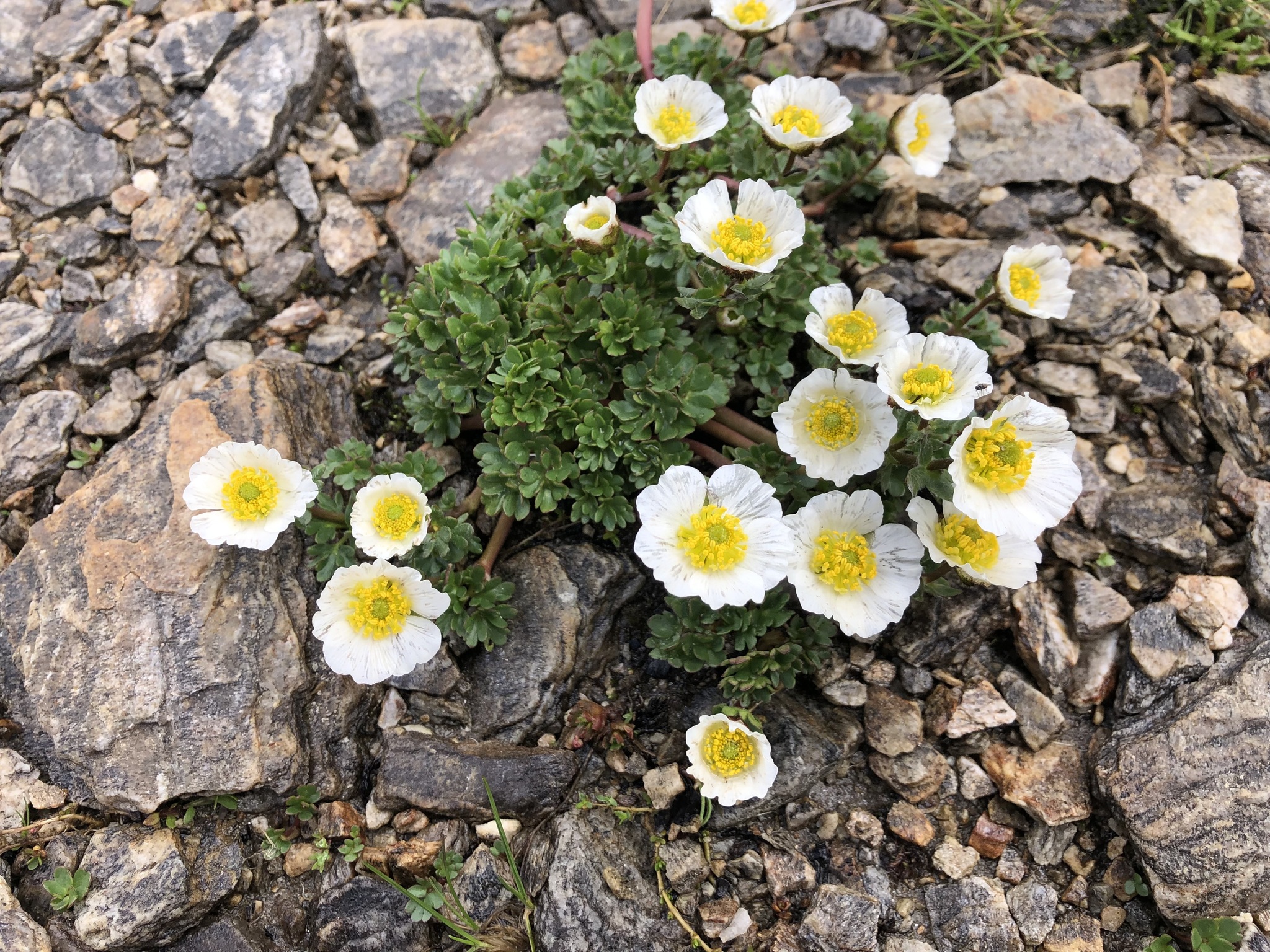 Ranunculus glacialis L.