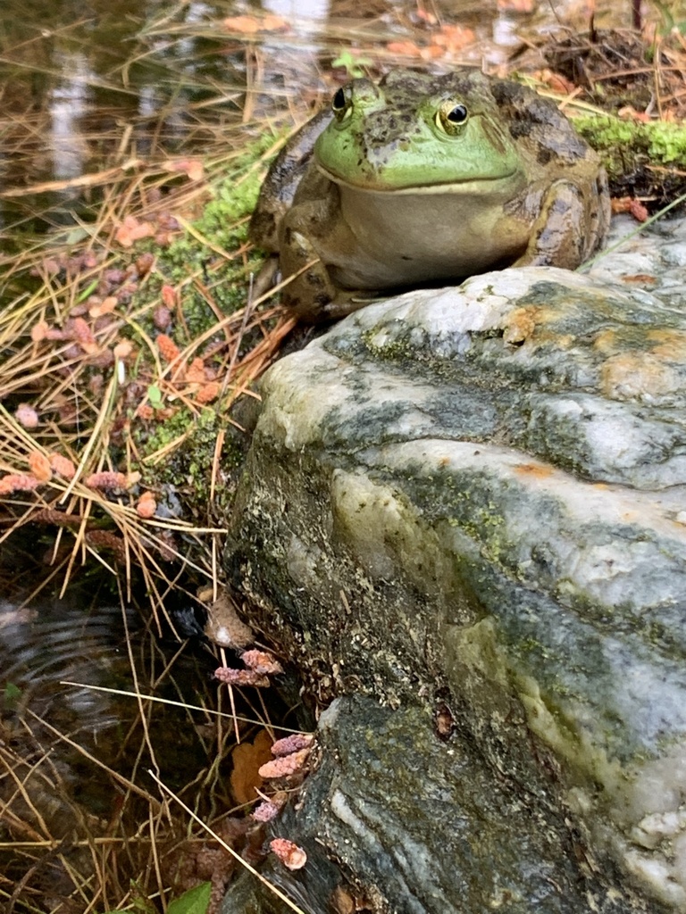 American Bullfrog from Evergreen Ln, Underhill, VT, US on June 23, 2022 ...