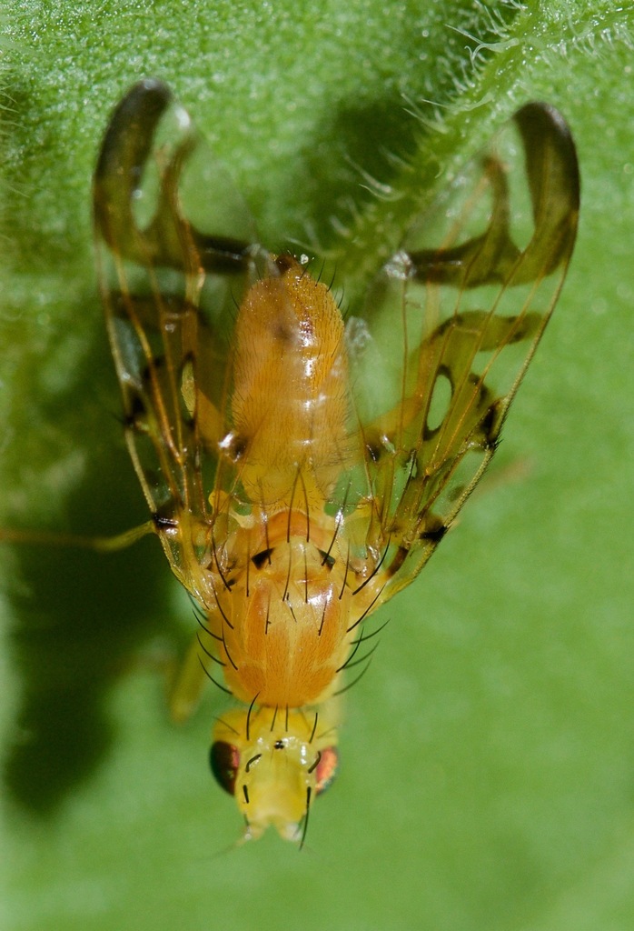 Sunflower Maggot Fly from Crystal Bay - Lakeview Park - Britannia ...