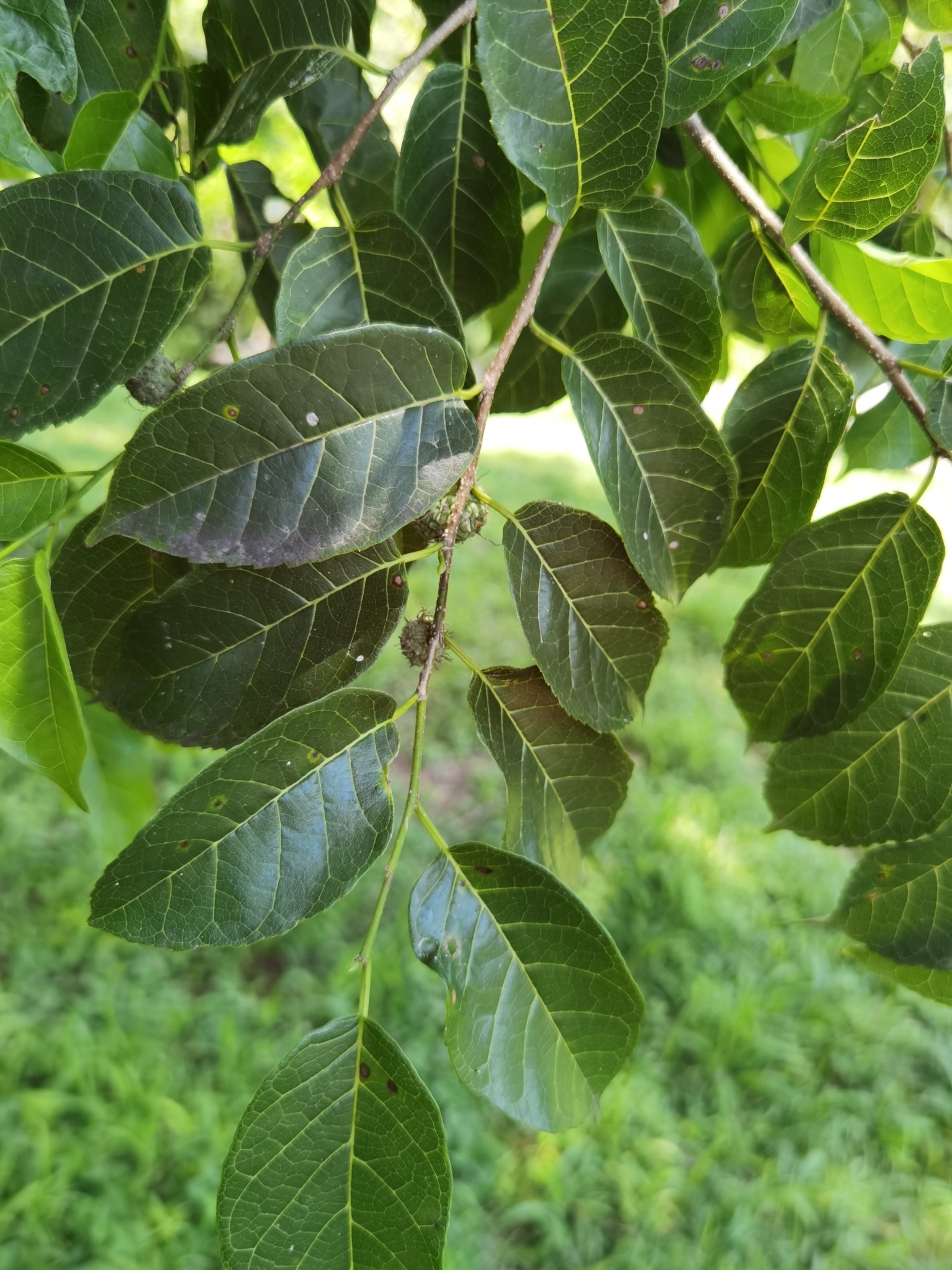 Maclura tinctoria (L.) D.Don ex Steud.