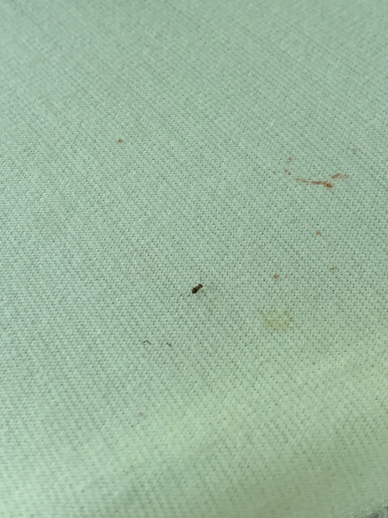 Barklice, Booklice, and Parasitic Lice from Beare Swamp in Rouge Park ...
