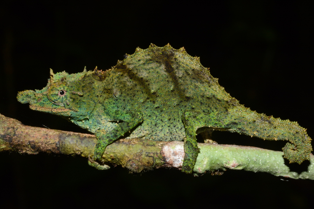 Nguru pygmy chameleon in June 2022 by John Lyakurwa · iNaturalist