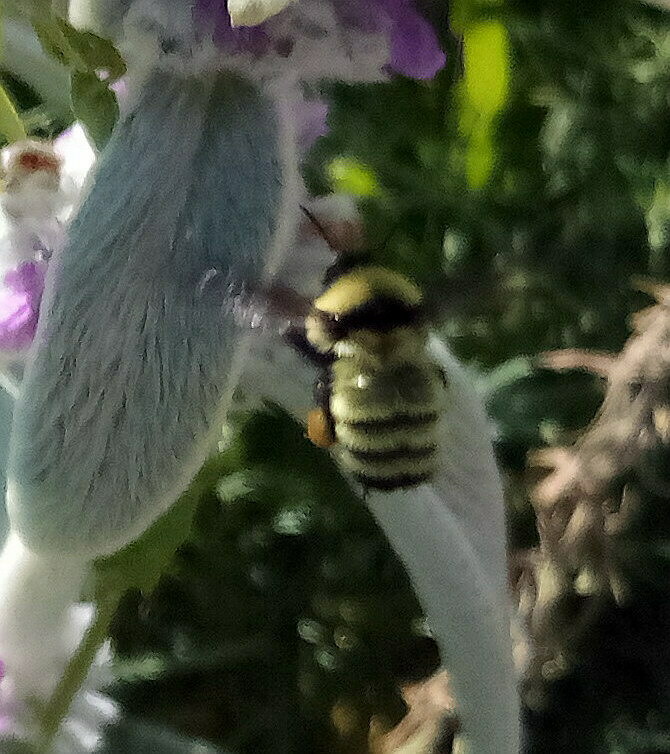 Bombus fervidus from Broomfield, CO, USA on June 23, 2022 at 10:15 AM ...