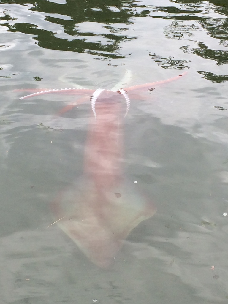 Robust Clubhook Squid from Crescent Bay, WA, US on June 22, 2016 at 10: ...