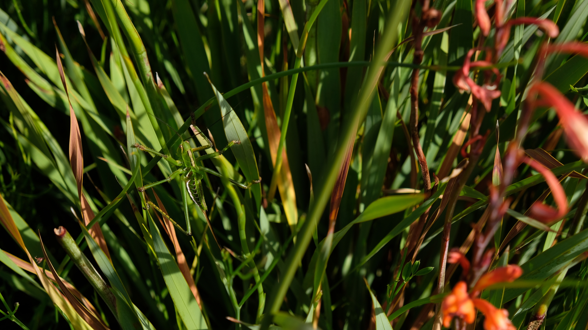 Clonia melanoptera (Linnaeus, 1758)