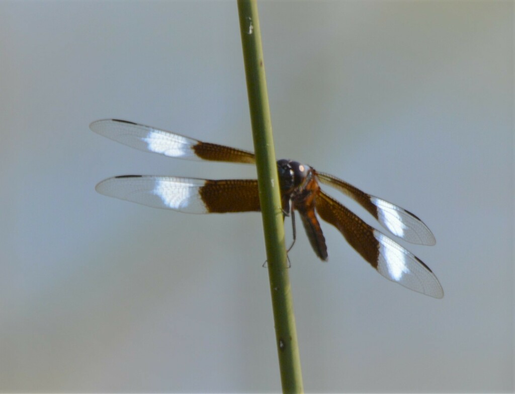 Widow Skimmer from Kurth Lake area Texas, US on June 23, 2022 by ...