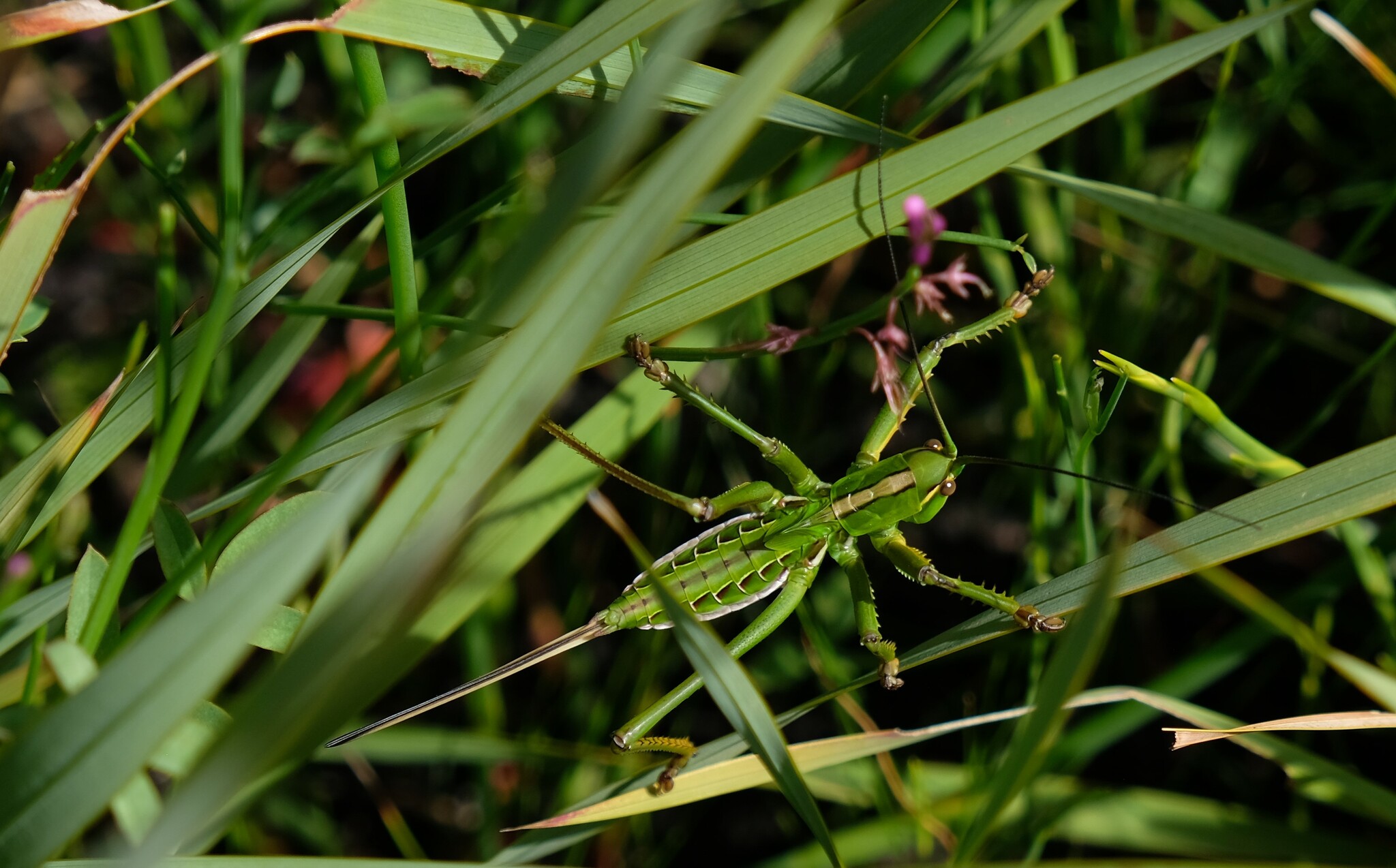 Clonia melanoptera (Linnaeus, 1758)