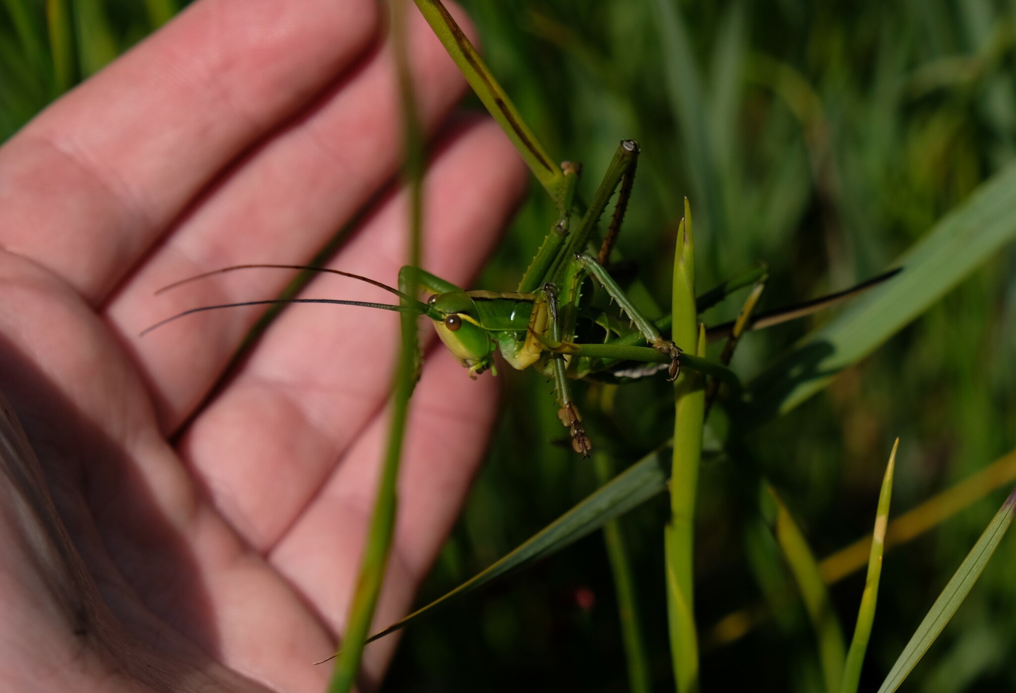 Clonia melanoptera (Linnaeus, 1758)
