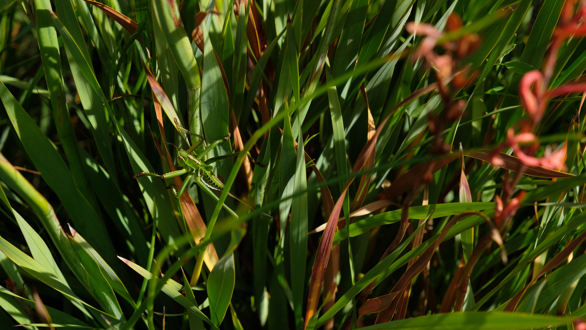 Clonia melanoptera (Linnaeus, 1758)