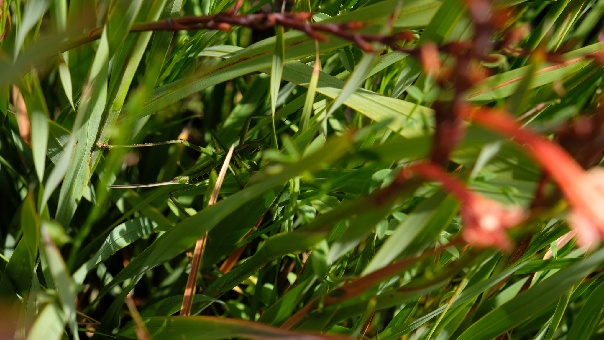 Clonia melanoptera (Linnaeus, 1758)