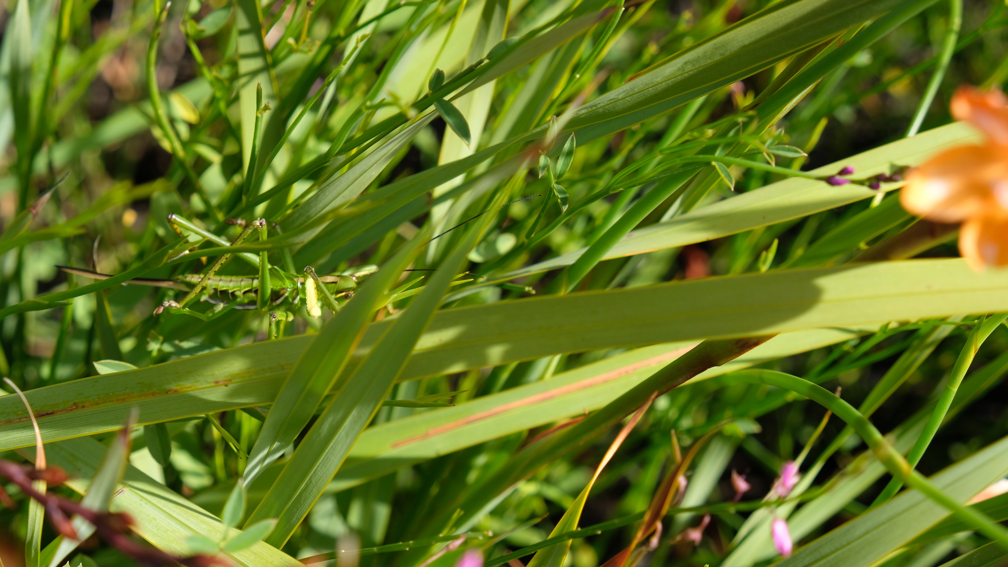 Clonia melanoptera (Linnaeus, 1758)