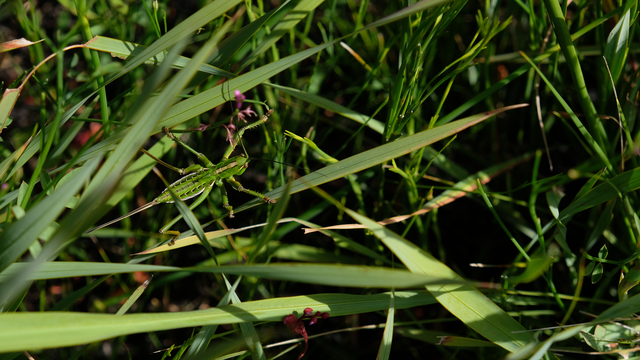Clonia melanoptera (Linnaeus, 1758)