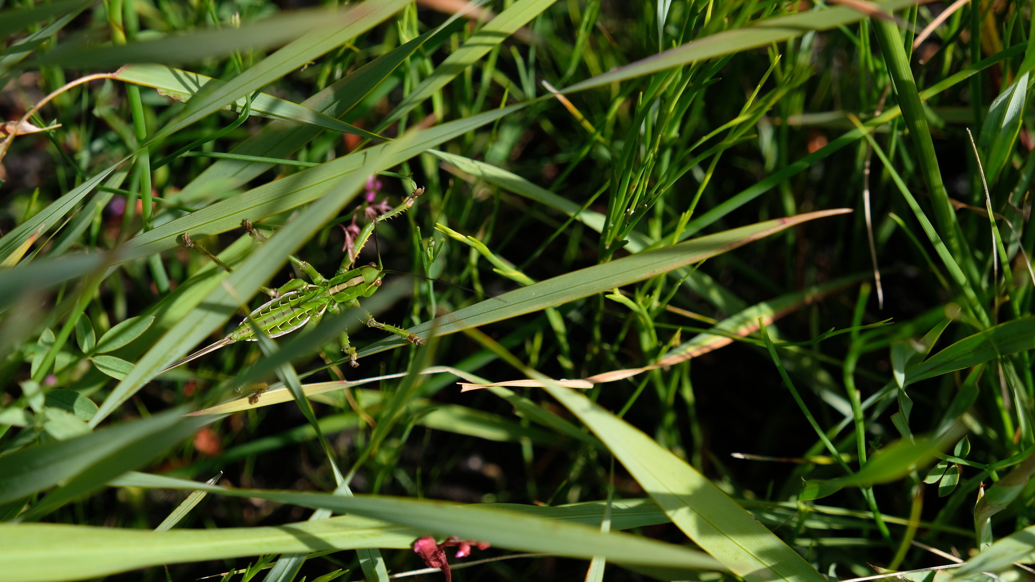 Clonia melanoptera (Linnaeus, 1758)