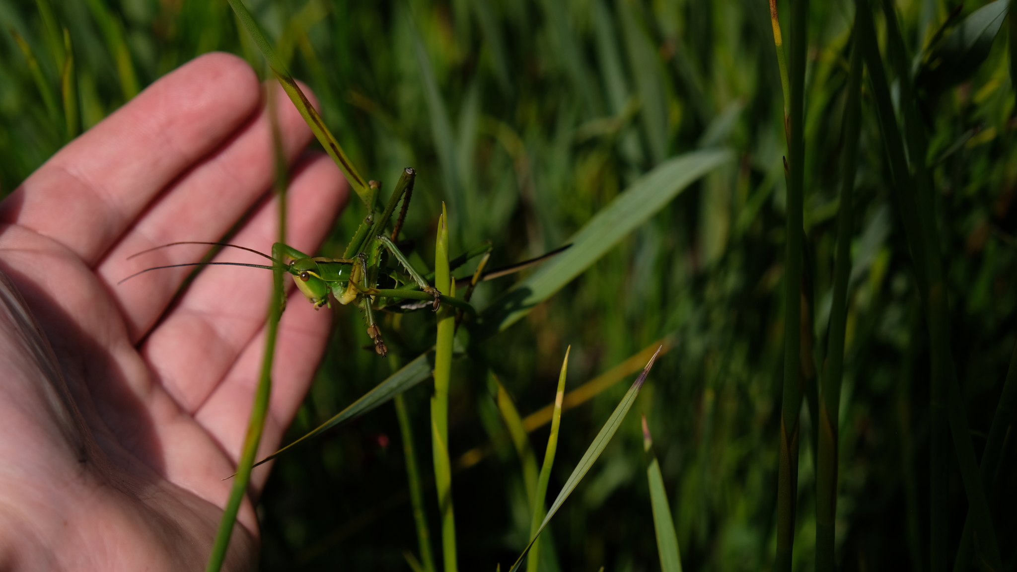 Clonia melanoptera (Linnaeus, 1758)