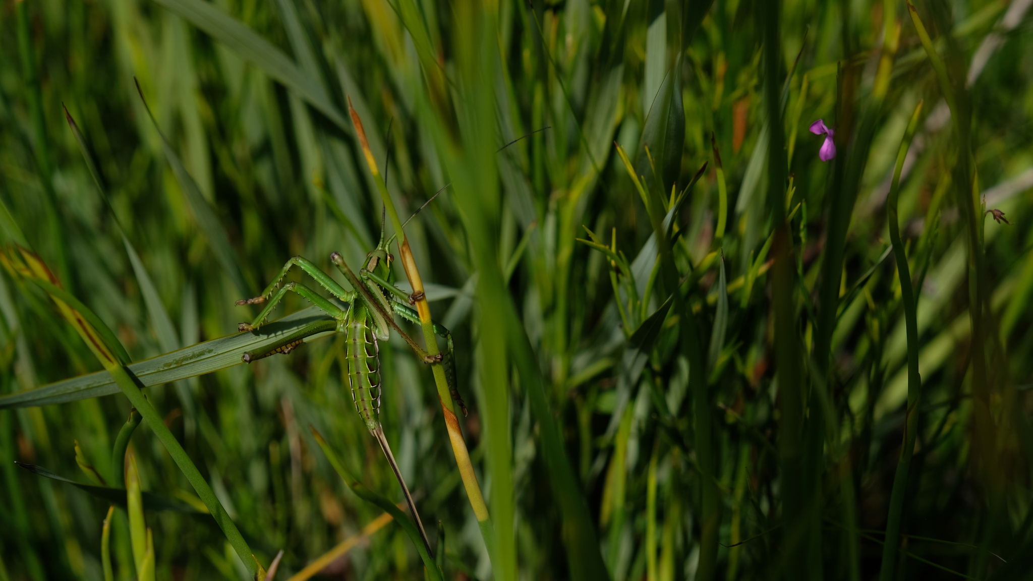 Clonia melanoptera (Linnaeus, 1758)