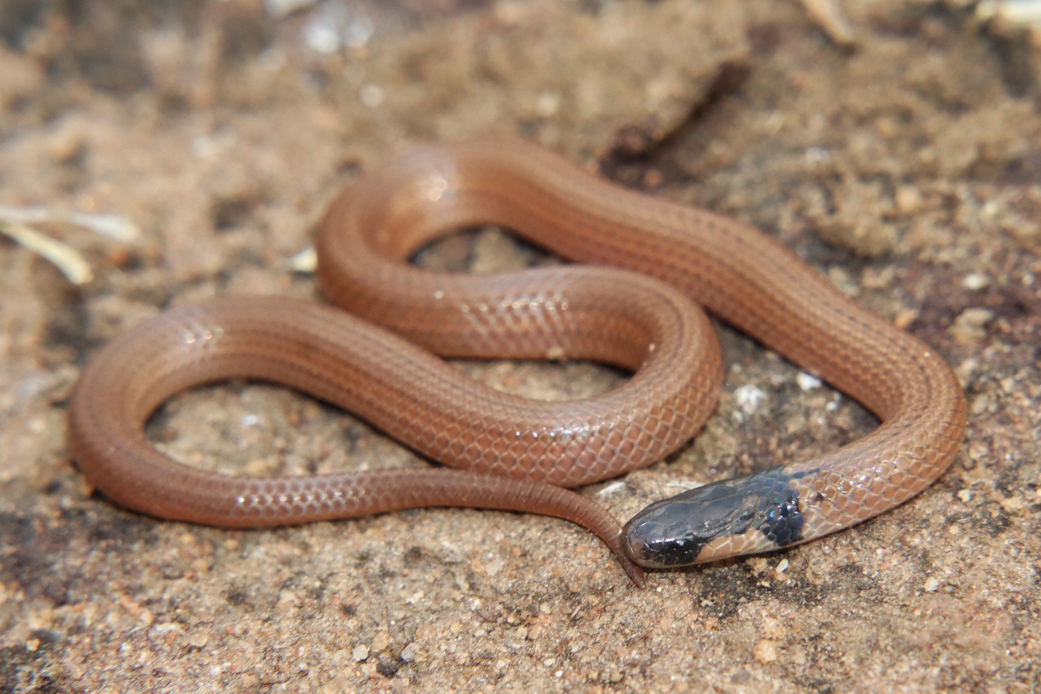Aparallactus A.Smith, 1849
