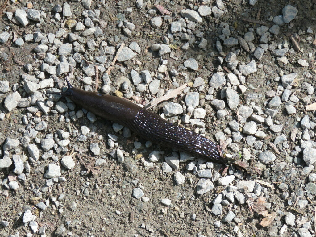 ater-group Arion Slugs from 20290 16 Ave, Langley, BC V2Z 1W5, Canada ...