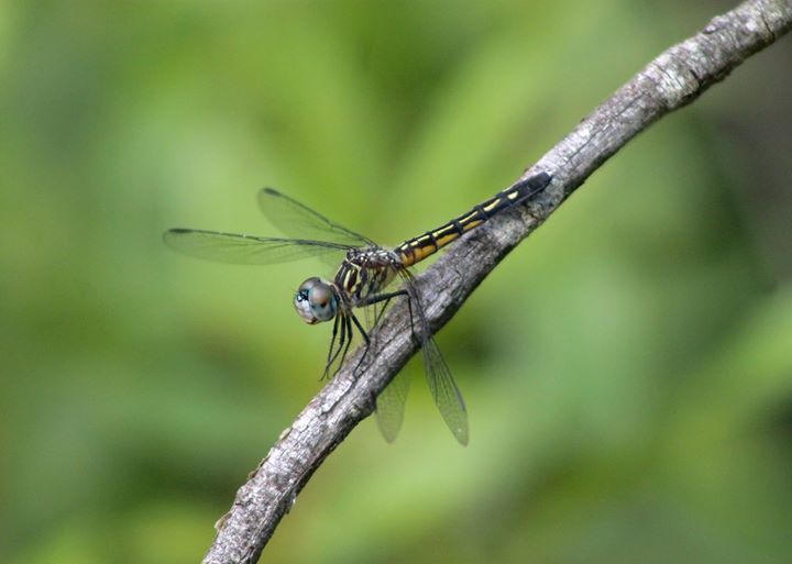 Blue Dasher from chatsworth, nj on July 3, 2018 by Yianni Laskaris ...
