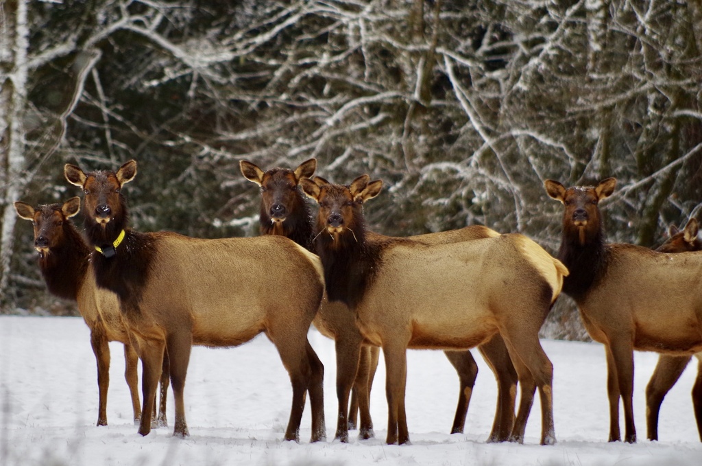 Roosevelt Elk from Olympic National Forest, Port Angeles, WA, US on ...