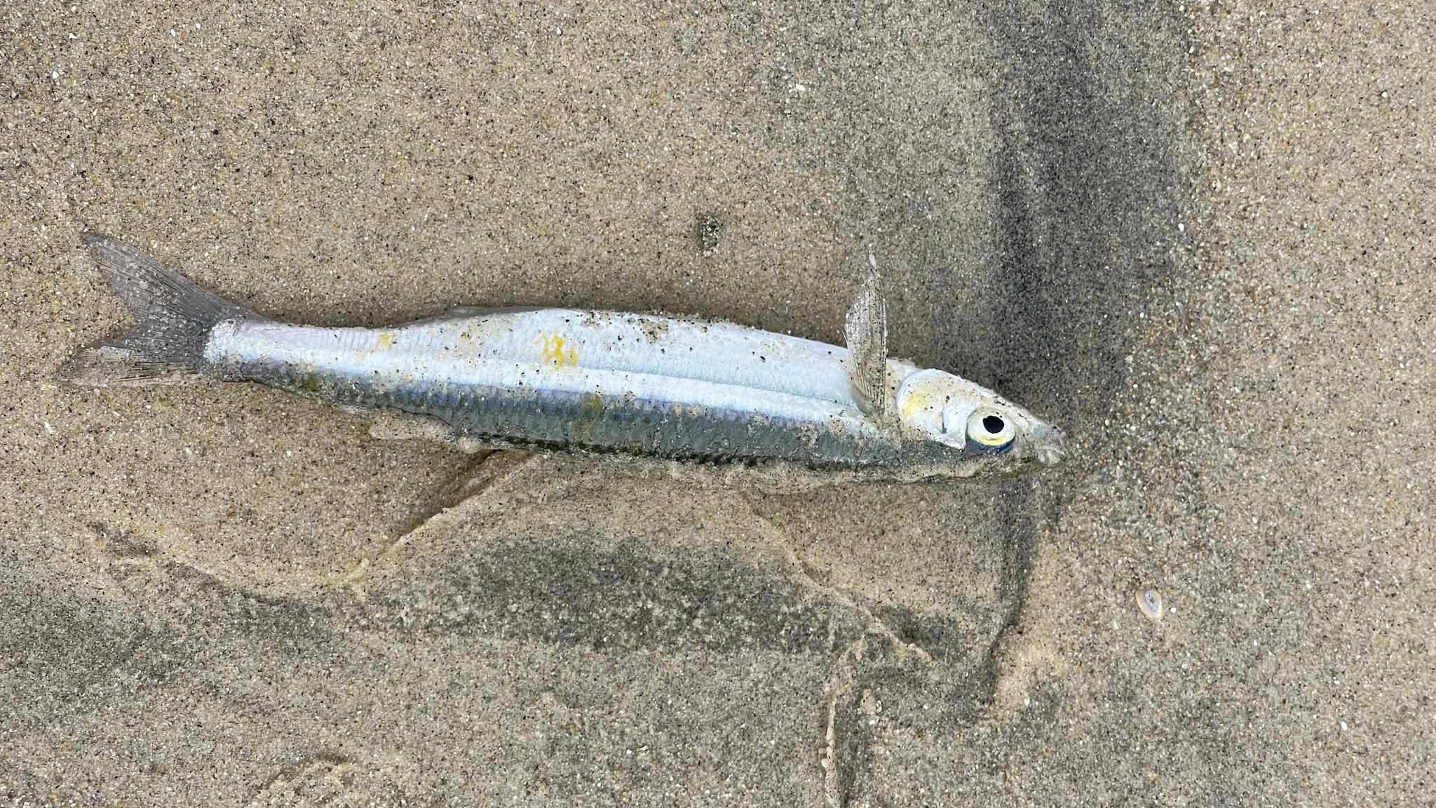 Atherinops affinis (Ayres, 1860)