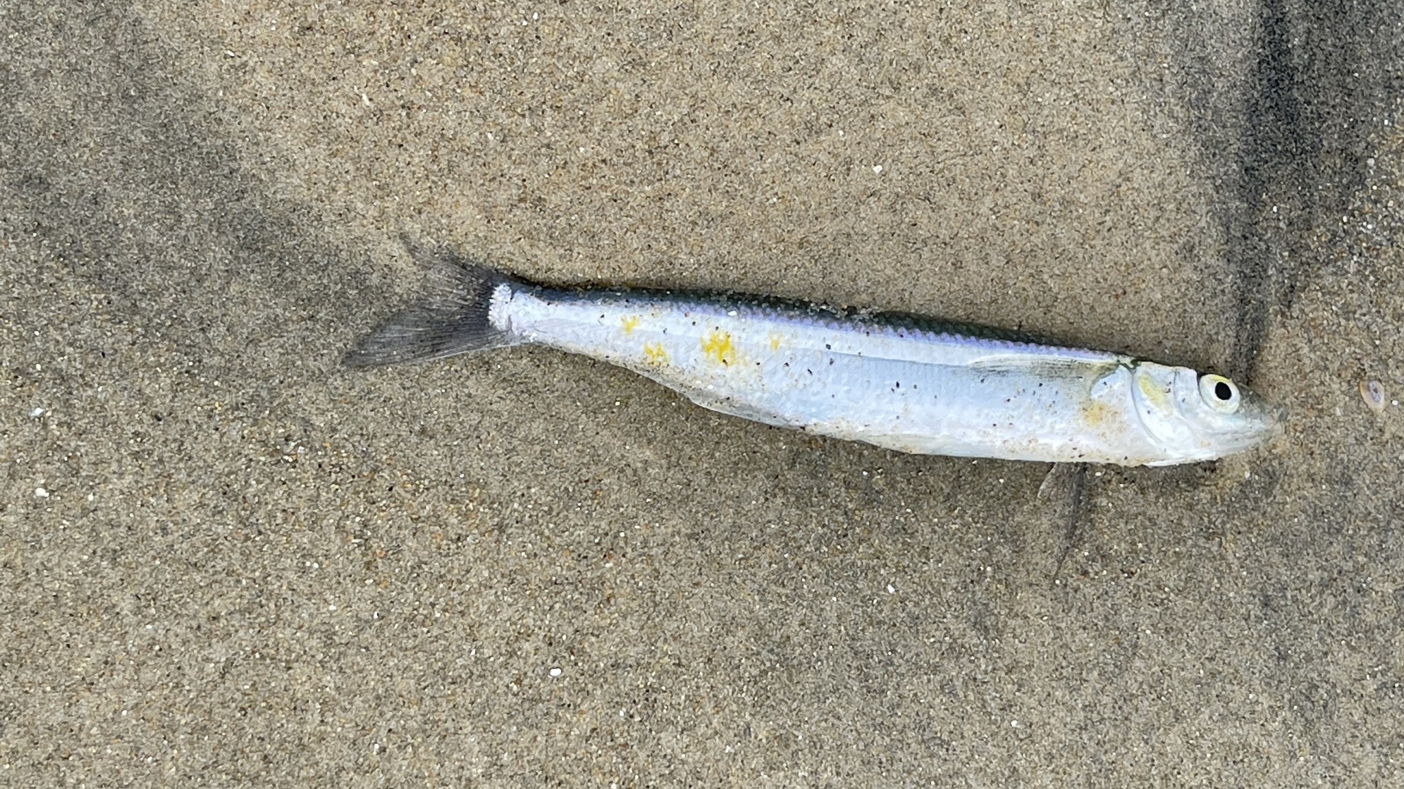 Atherinops affinis (Ayres, 1860)