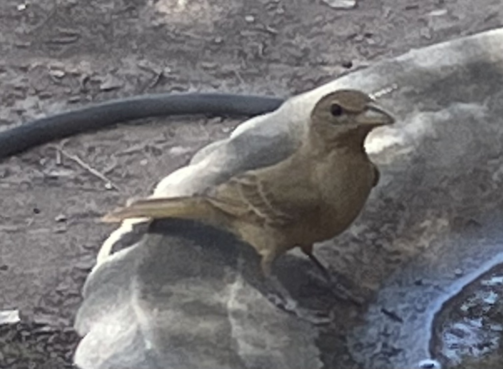 Eastern Summer Tanager in June 2022 by Wesley Strong · iNaturalist