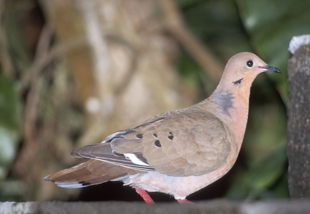 Zenaida Dove (Zenaida aurita) - Avian Discovery