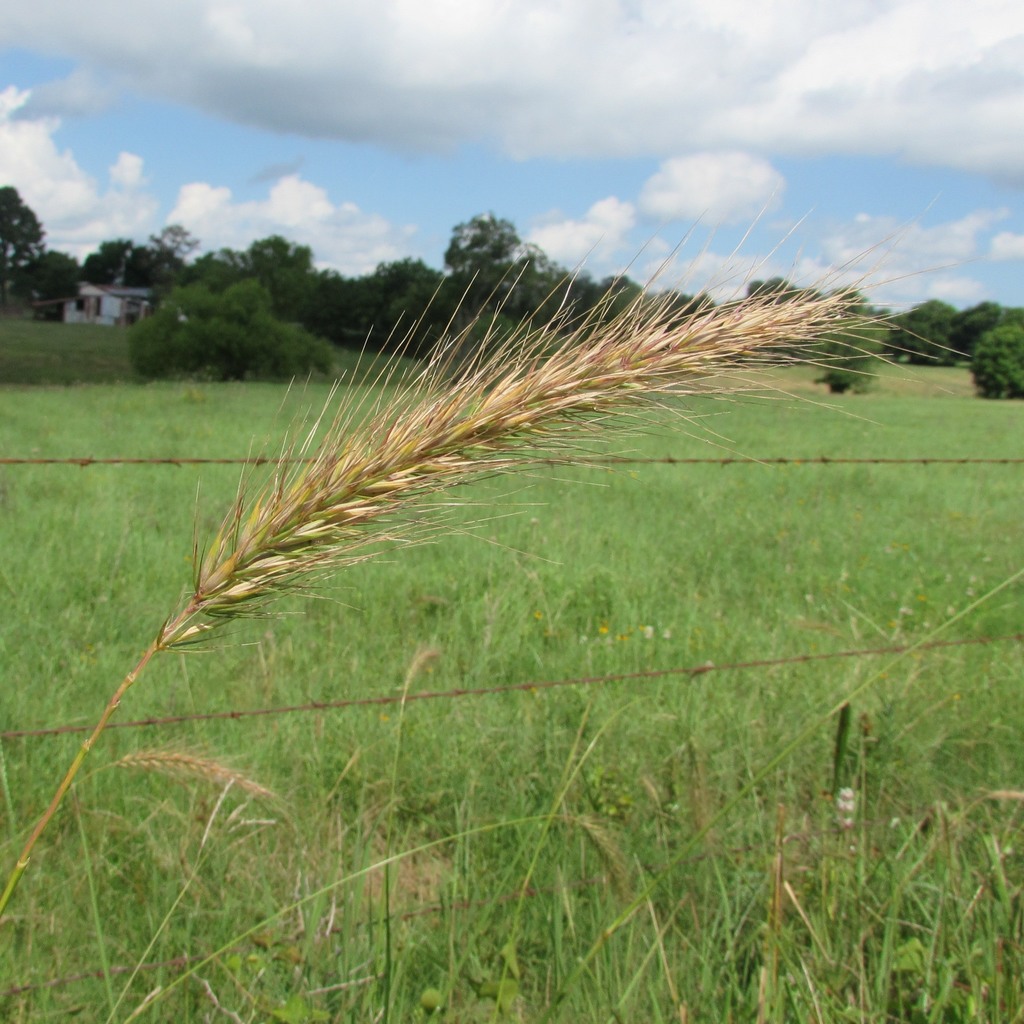 Canada Wild Rye (Plants of Lathrop State Park) · iNaturalist