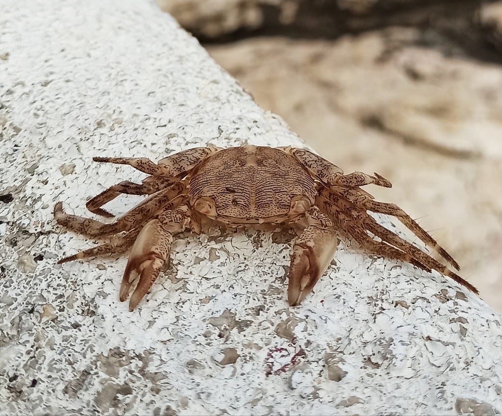 Marbled Crab from Kampor, Chorvatsko on June 23, 2022 at 04:49 PM by ...