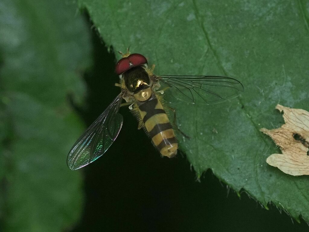 Meligramma cincta from Herne, Nordrhein-Westfalen, Germany on June 18 ...