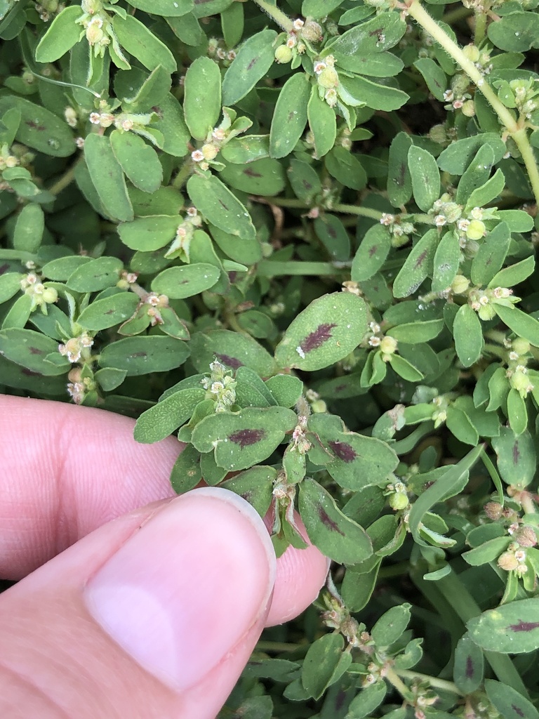 Spotted spurge from Johns Island, Seabrook Island, SC, US on June 23 ...