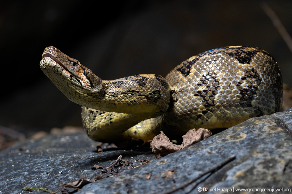 Central American Boa from Macara, Ecuador on May 29, 2022 at 06:39 PM ...
