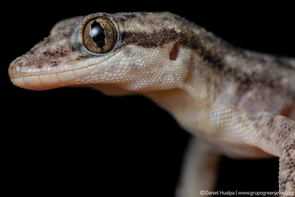 Peters' Leaf-toed Gecko from Macara, Ecuador on May 29, 2022 at 04:14 ...