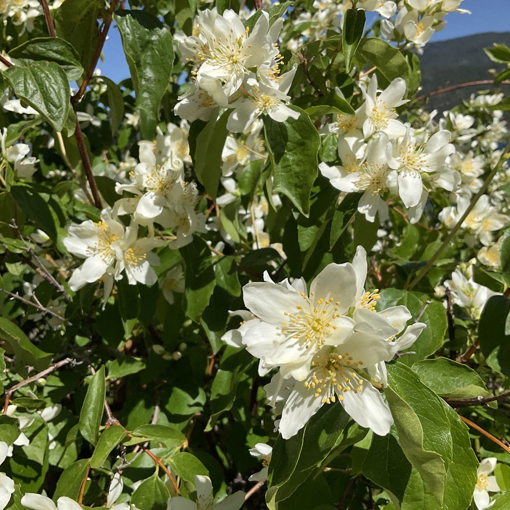 Lewis' mock orange from North Okanagan, British Columbia, Canada on ...