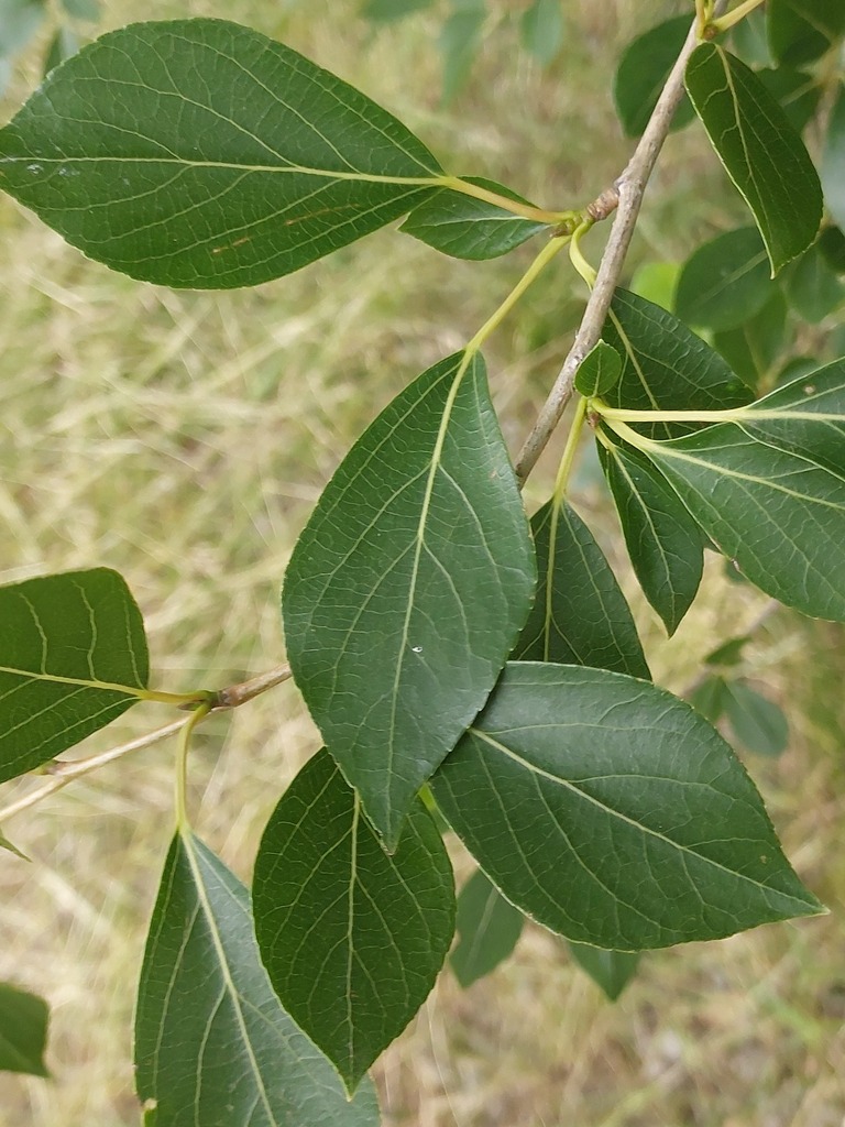 Simon's Poplar (Populus simonii) - Botanical Realm