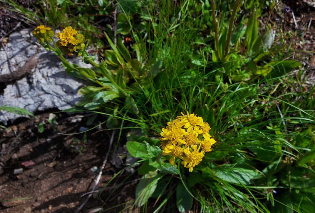 Tall western groundsel from Oliver, BC V0H 1T0, Canada on June 22, 2022 ...