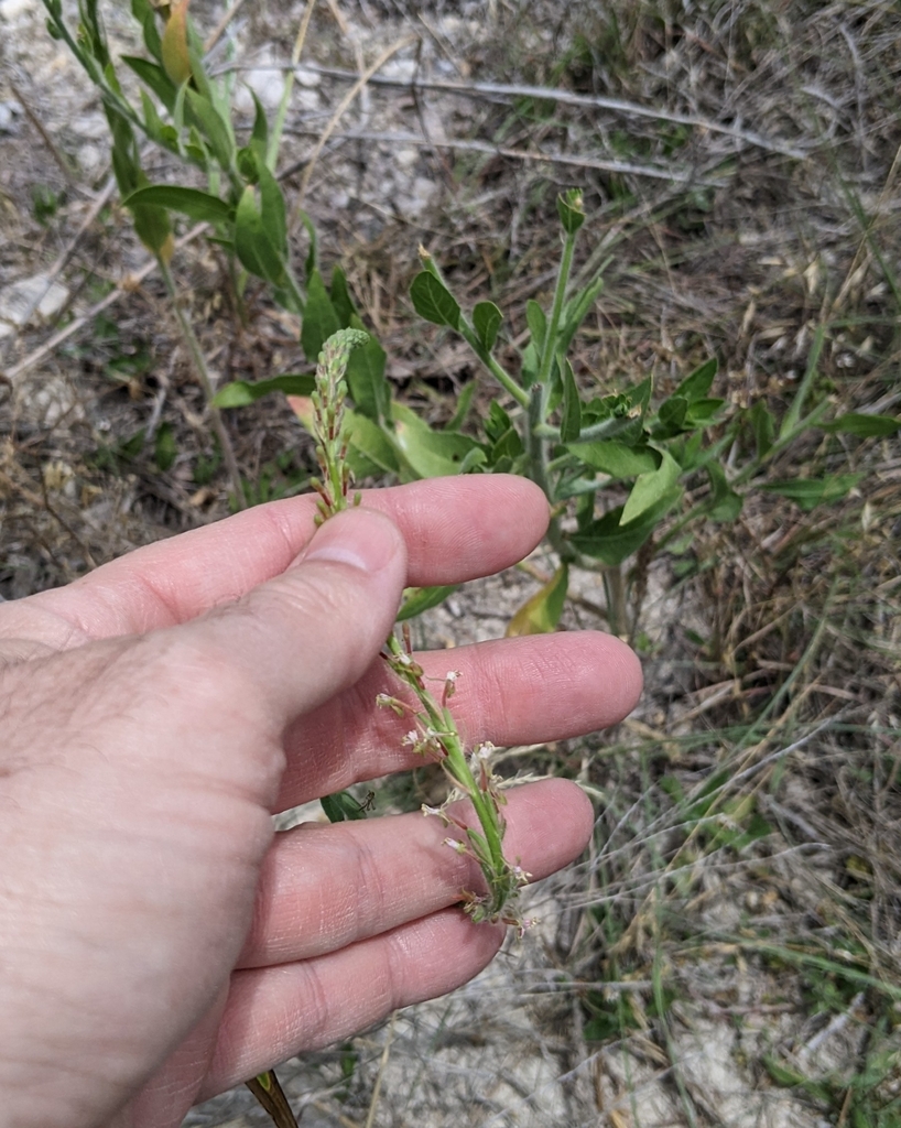 velvetweed from Valley Mills, TX 76689, USA on June 23, 2022 at 12:53 ...