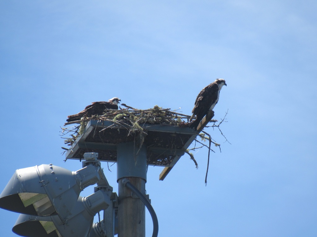 North American Osprey from Downtown, Olympia, WA, USA on June 21, 2022 ...
