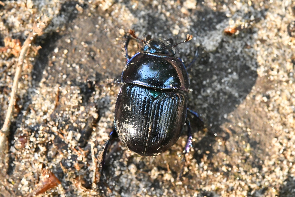 Woodland Dor Beetle from 60128 Plailly, France on June 20, 2022 at 06: ...