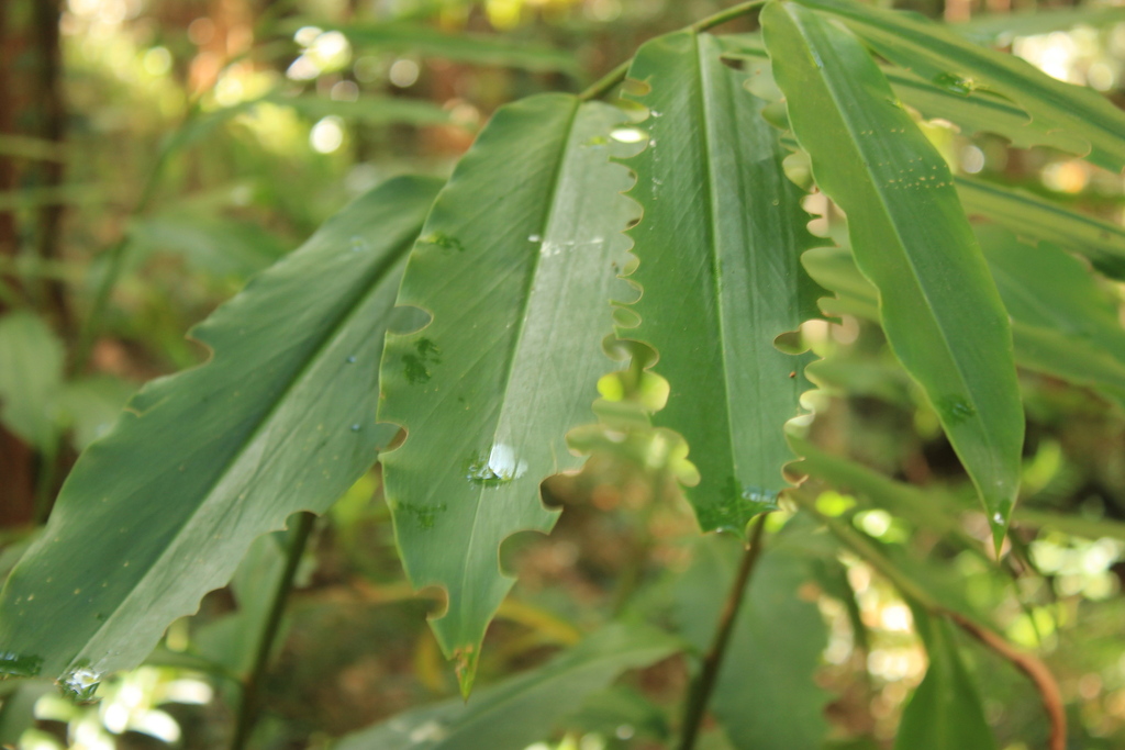 Native Ginger from Ilkley QLD 4554, Australia on June 15, 2022 at 02:34 ...