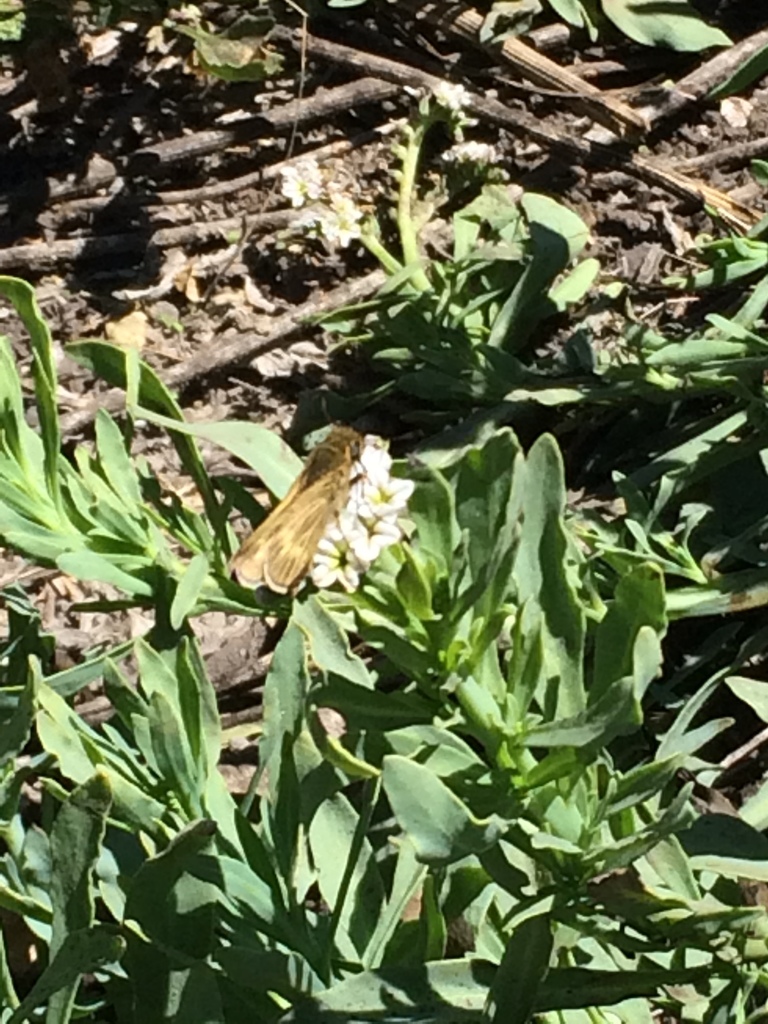 Wandering Skipper from Tar Pits Park, Carpinteria, CA, US on July 5 ...
