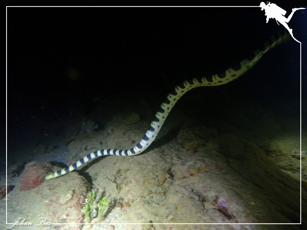 Hydrophis major (Shaw, 1802)