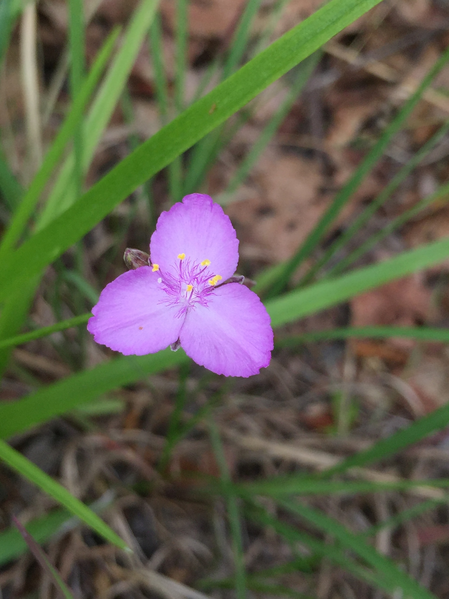 Callisia rosea (Vent.) D.R.Hunt