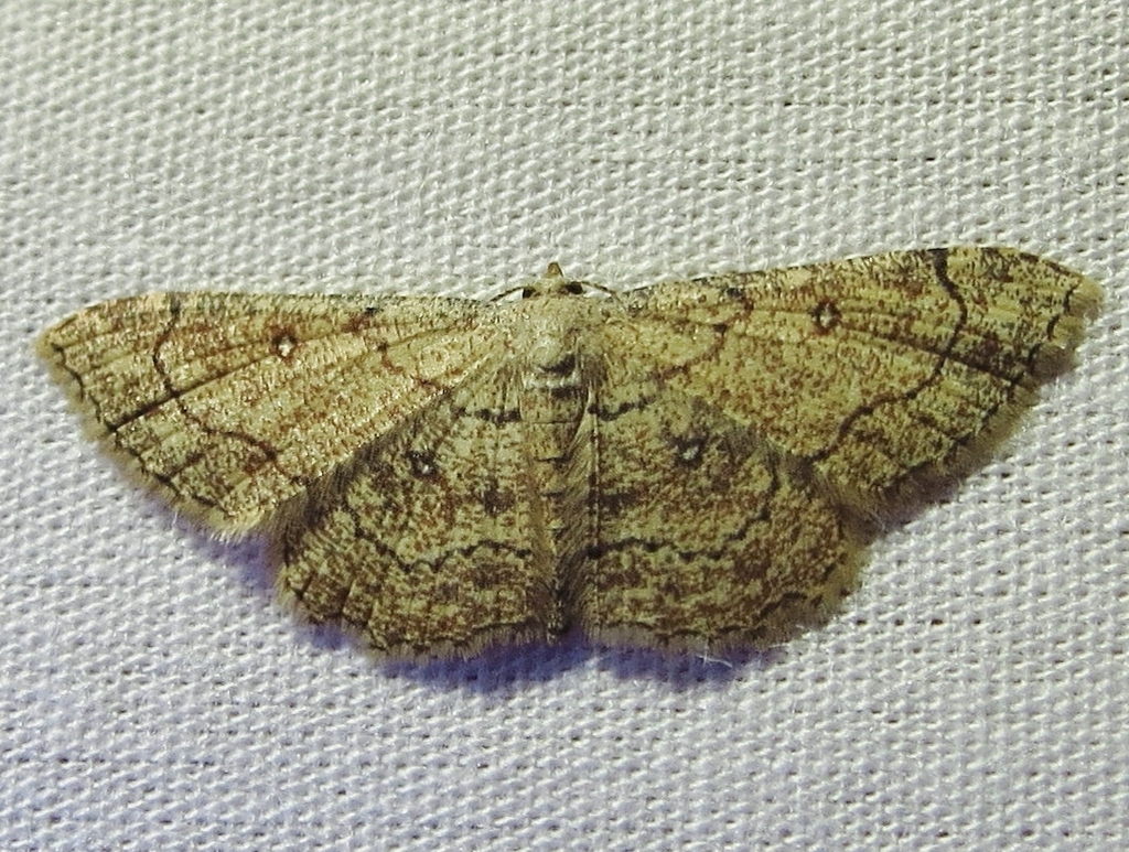 Dwarf tawny wave (Moths around Conroe, Texas) · iNaturalist