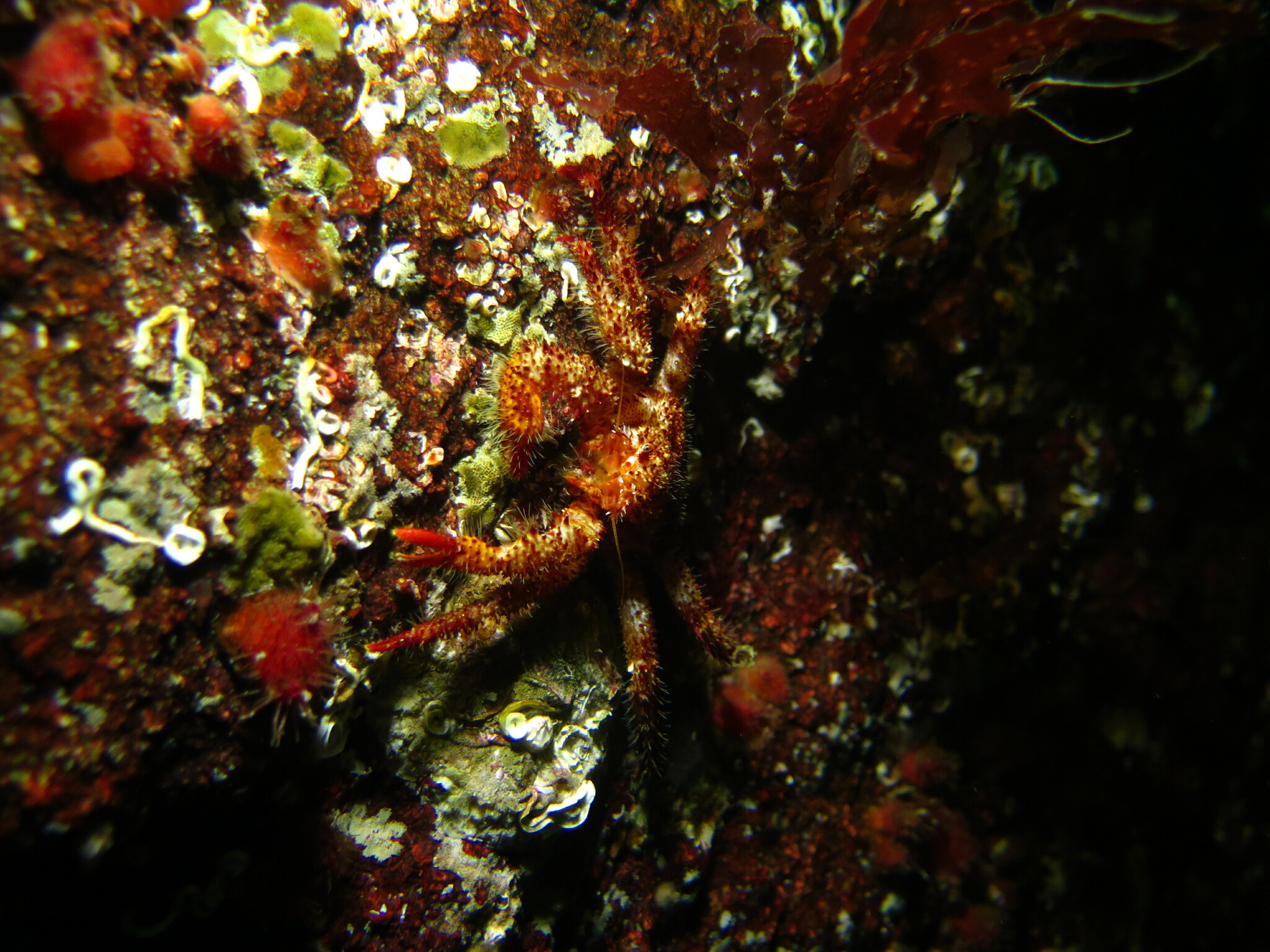 Acantholithodes hispidus (Stimpson, 1860)