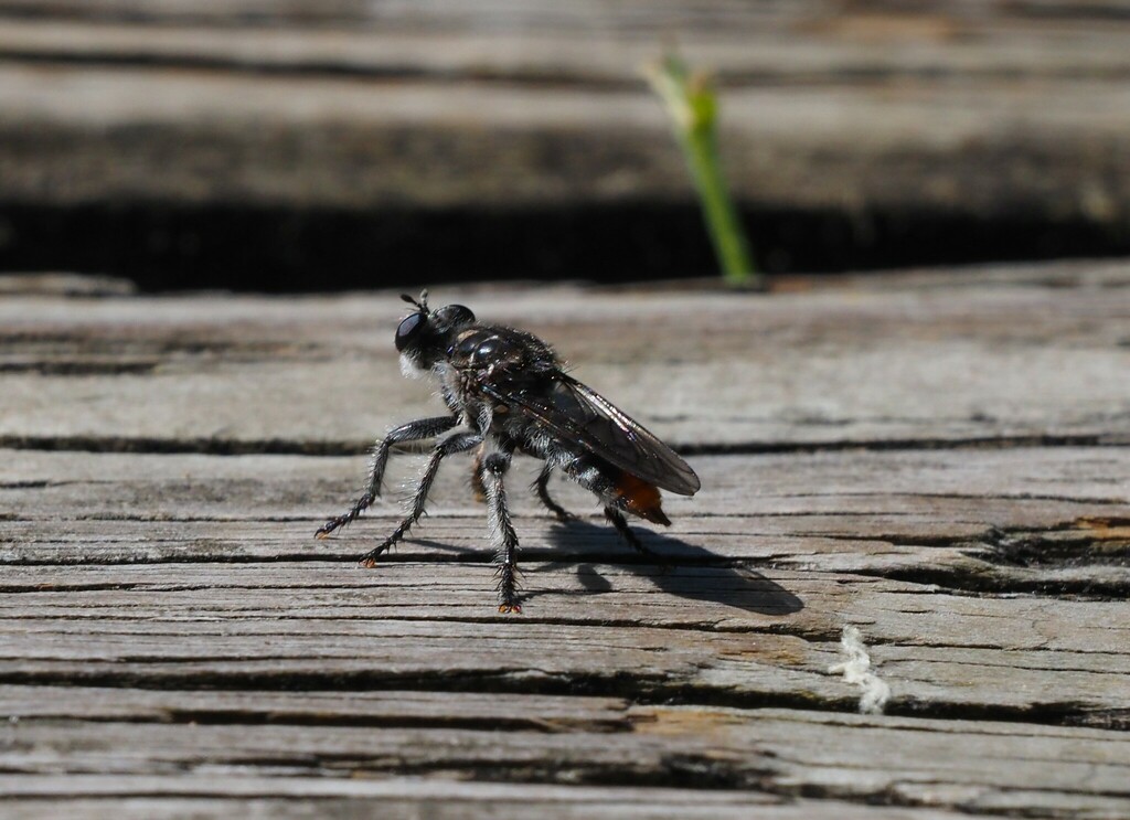 Northern Chiselmouth from Irwin Prairie, 9970 Dorr St, Holland, OH ...
