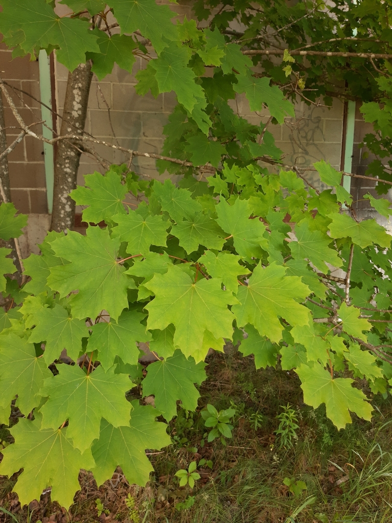 Norway maple from Pembroke, ON, Canada on June 23, 2022 at 11:00 AM by ...