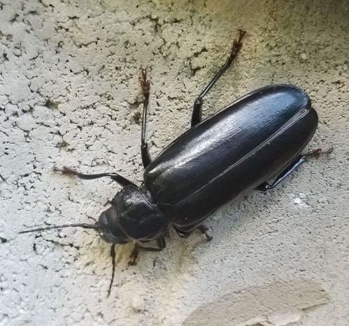 Genus Archodontes · iNaturalist