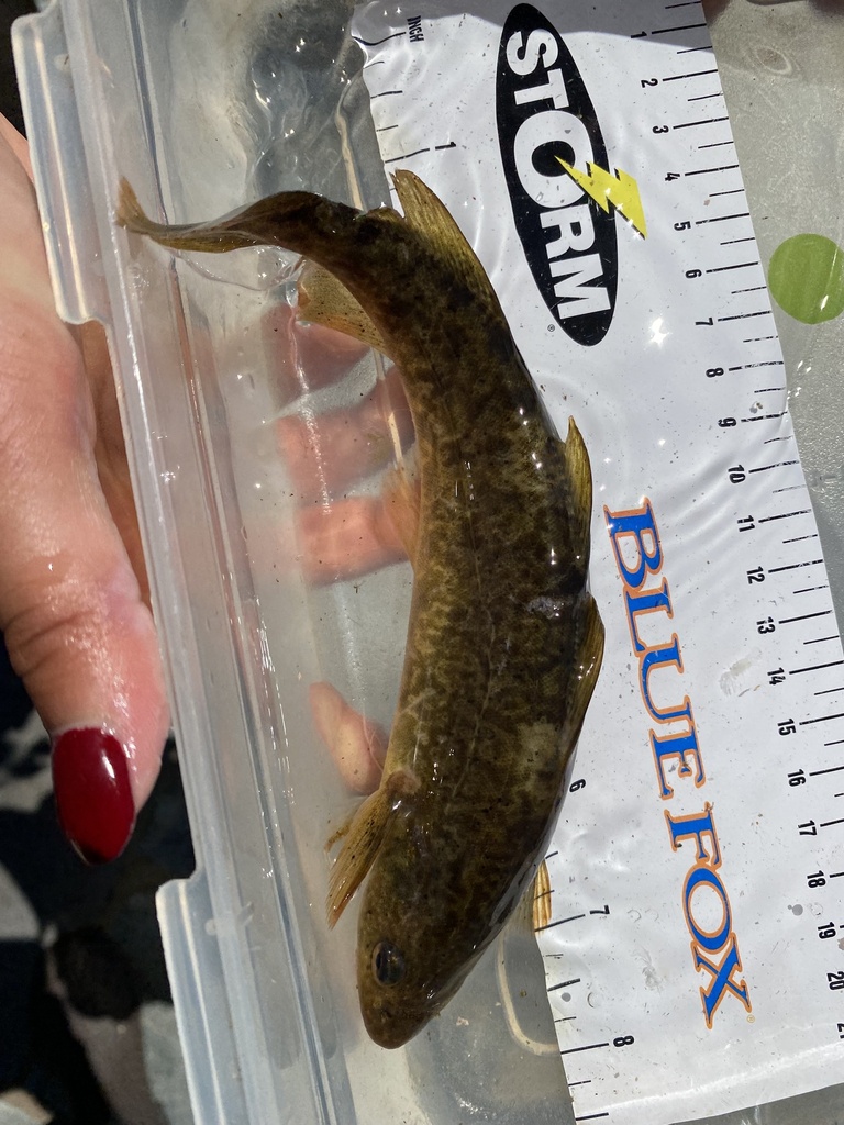 Atlantic Tomcod from The Waegwoltic Club, Halifax, NS, CA on June 23 ...